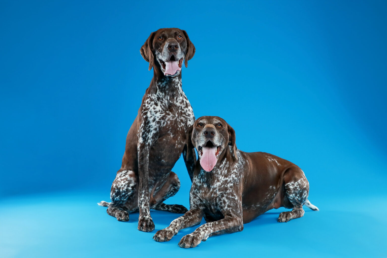 Dog Portraits - Red Fern Pet Lodge