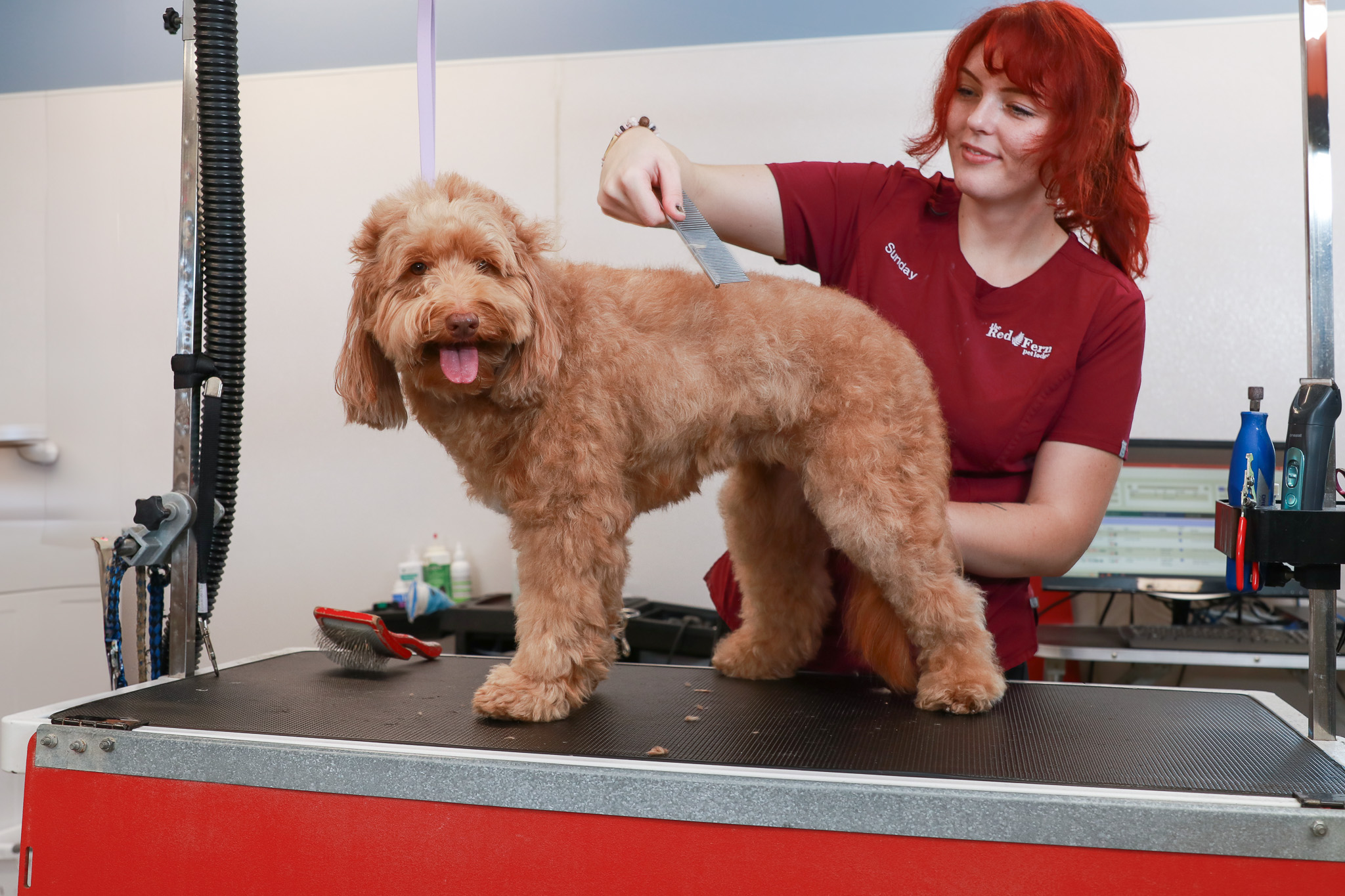 How to Choose a Professional Dog Groomer - Red Fern Pet Lodge